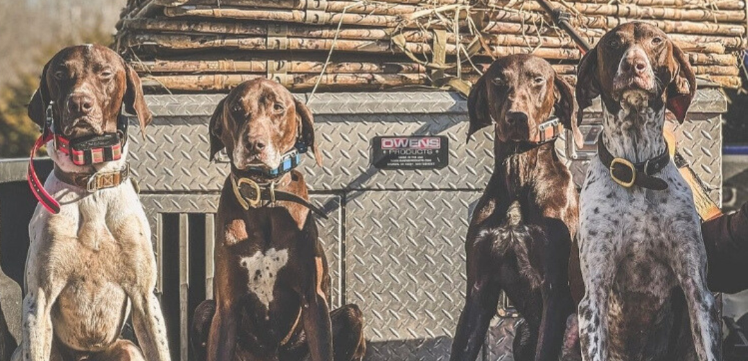 vector350.com – K9 Dog Boxes